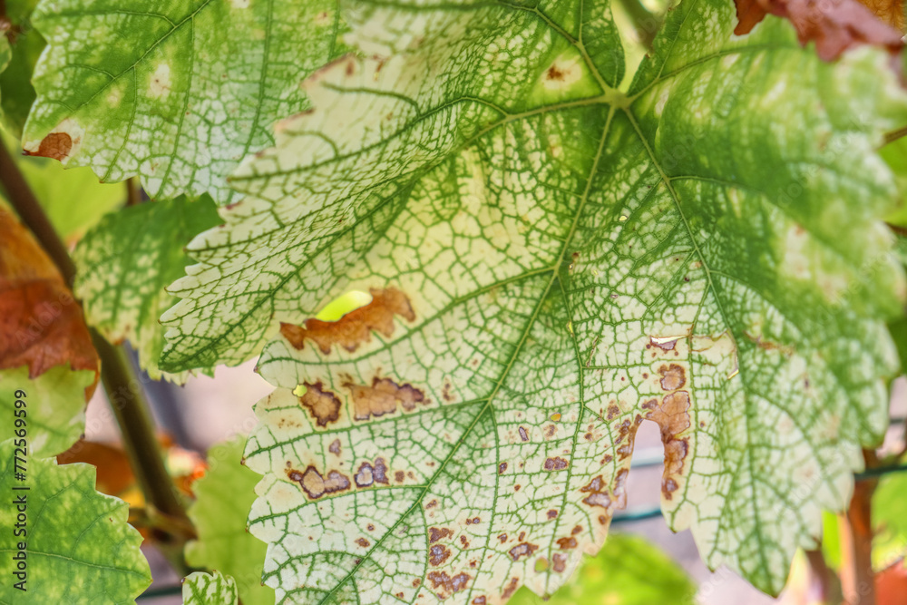 Close up of the ill damaged grape leaf. Detail of the Sick grape leaves ...