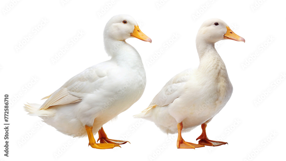 2 white ducks isolated on Transparent background. National Mother Goose ...