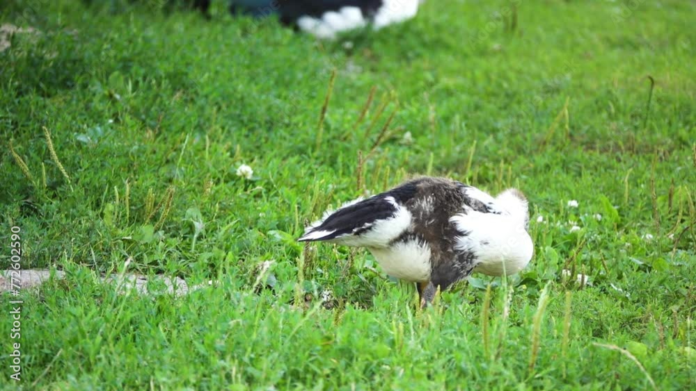 Muscovy duck (Cairina moschata) is a large duck native to the Americas ...
