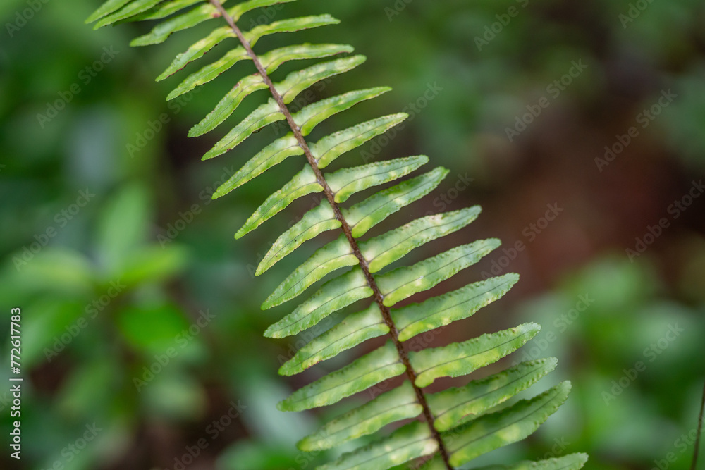 ephrolepis cordifolia is a fern native to the global tropics, including ...
