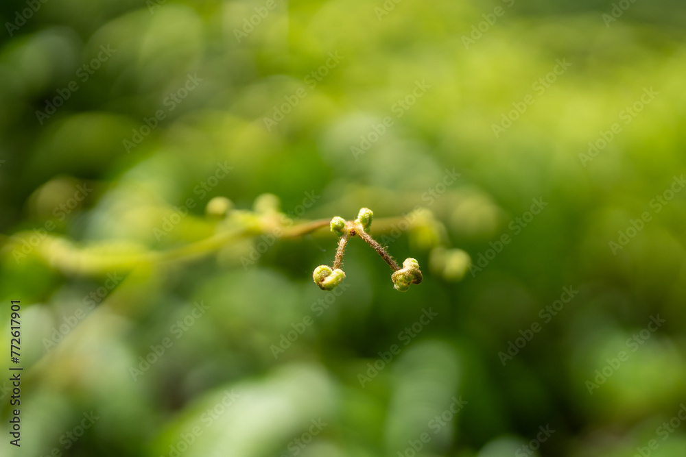 Dicranopteris linearis is a common species of fern known by many common ...