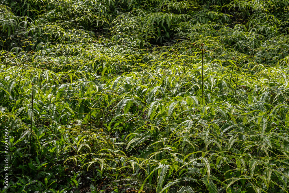 Dicranopteris linearis is a common species of fern known by many common ...