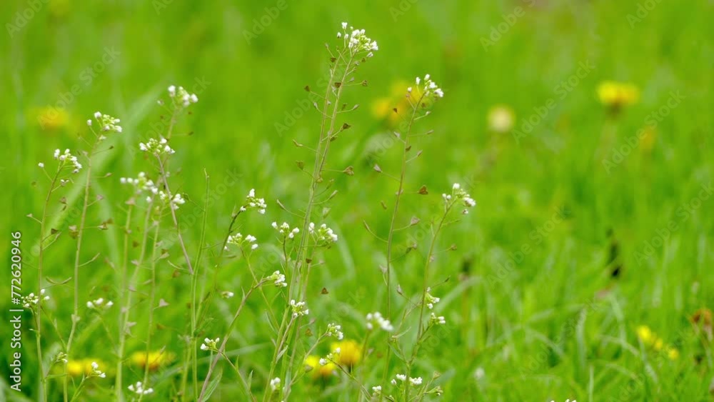 Capsella bursa-pastoris, known by its common name shepherd's purse ...