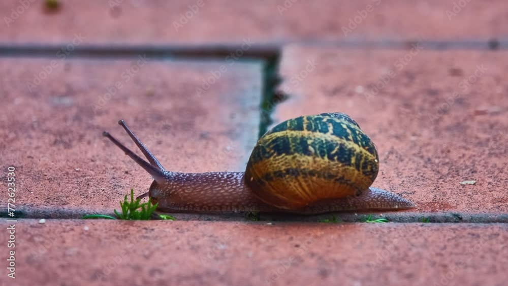 Vidéo Stock Helix pomatia, common names Roman snail, Burgundy snail ...