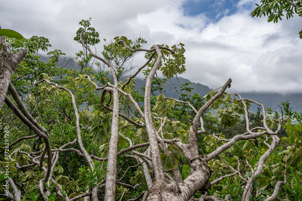 Pu'u Ma'eli'eli Trail, Honolulu Oahu Hawaii. Heptapleurum actinophyllum ...