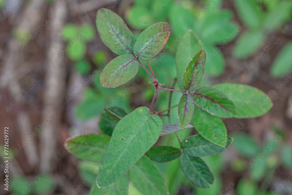 Kaneohe, Pu'u Ma'eli'eli Trail, Honolulu Oahu Hawaii. Desmodium incanum ...