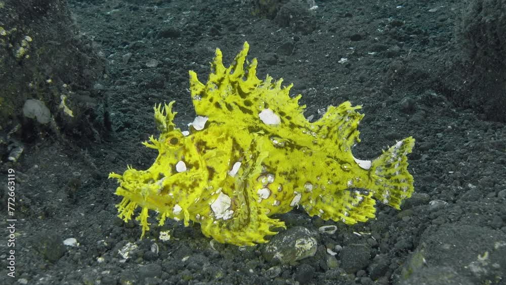 The bright yellow fish walks along the bottom of the tropical sea on ...