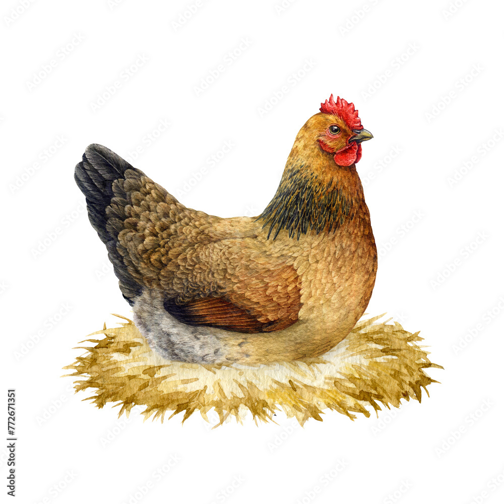 Hen hatching brood on the straw roost. Watercolor painted illustration ...