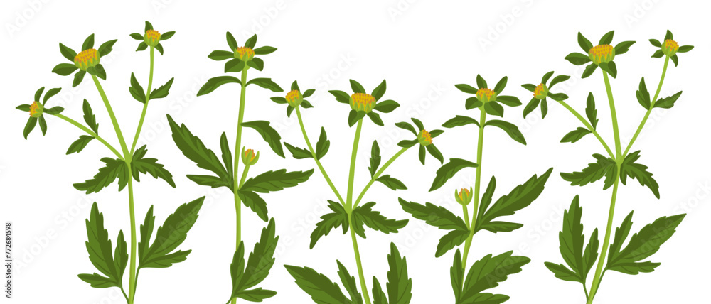 three-lobe beggarticks,trifid bur-marigold, field flower, vector ...