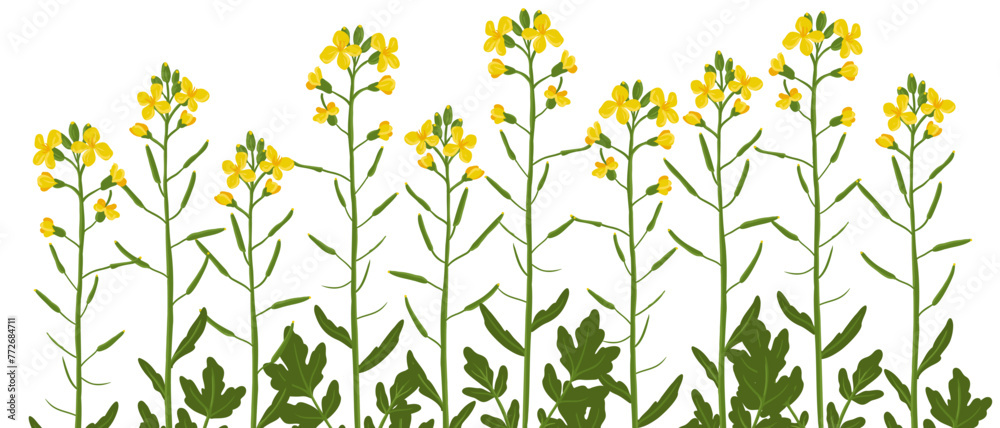 rapeseed, canola, field flower, vector drawing wild plants at white ...