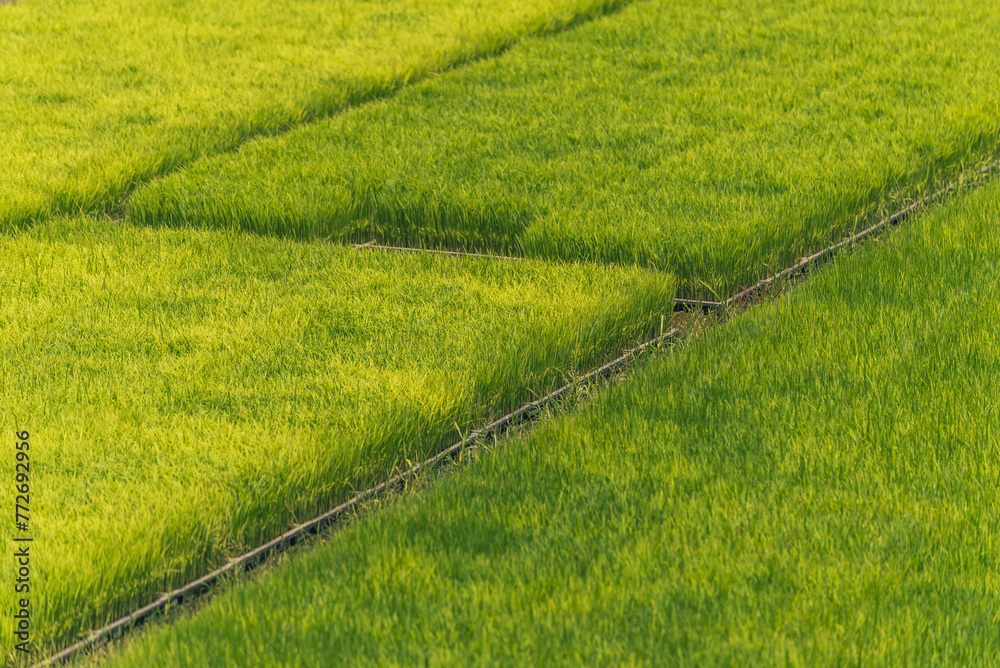 Green farm sprinkler automatic Watering machine Rice Field Green ...