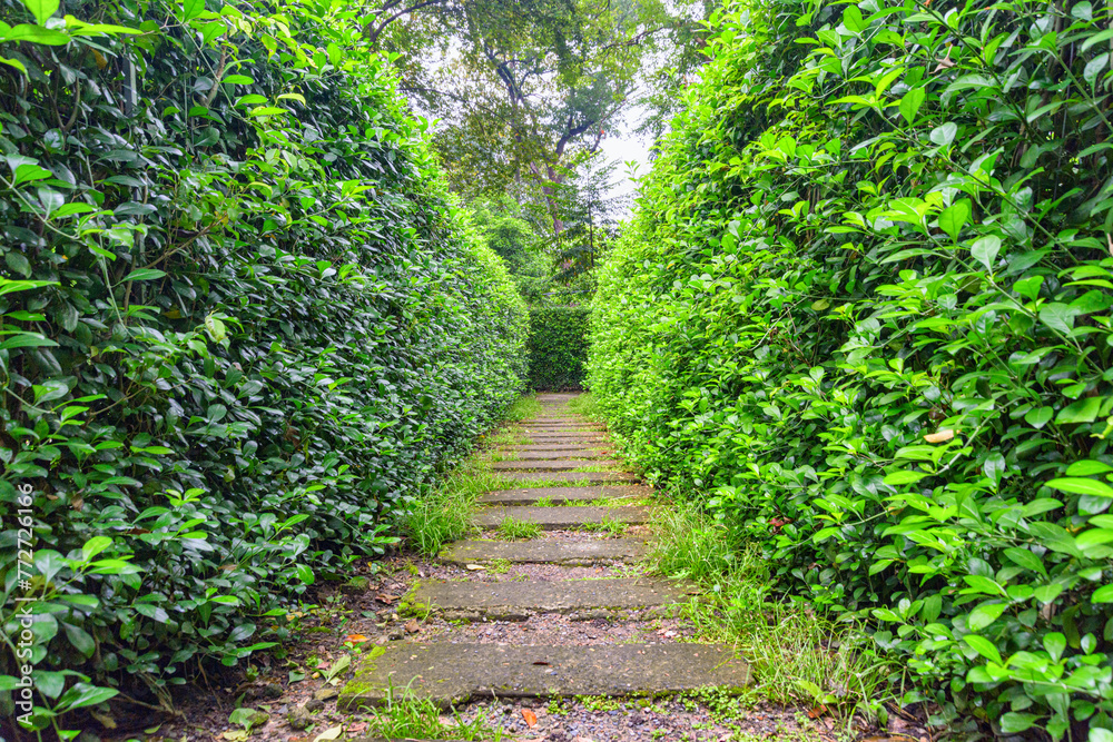 Pathway through hedge maze. Inside view of garden labyrinth Stock Photo ...