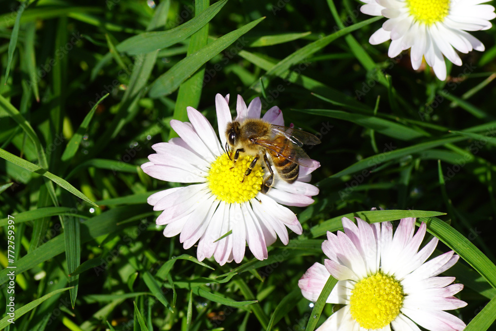 Close up European honey bee (Apis mellifera) on a flower of common ...