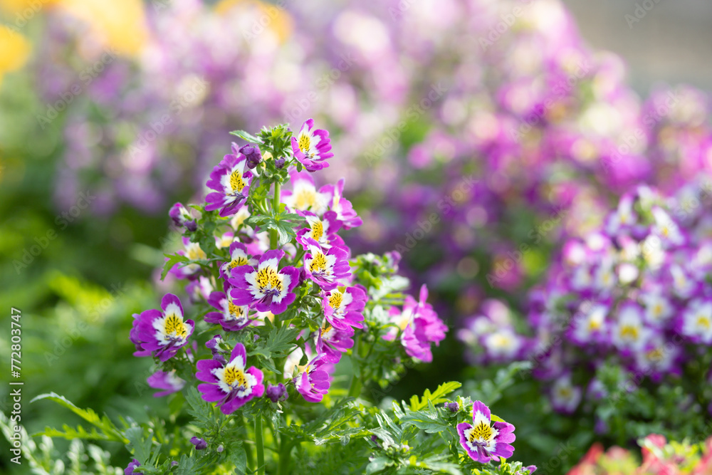 Schizanthus Atlantis are flowers that like lots of sunlight. Beautiful ...