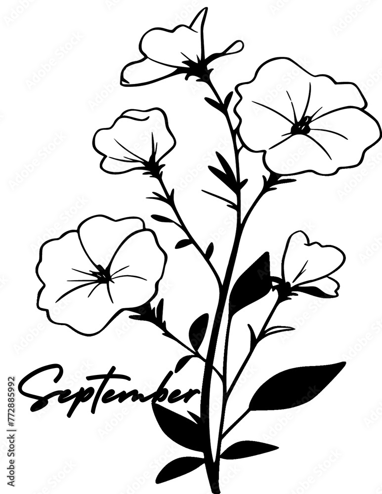 September birth month flowers line art vector illustrations: aster and ...