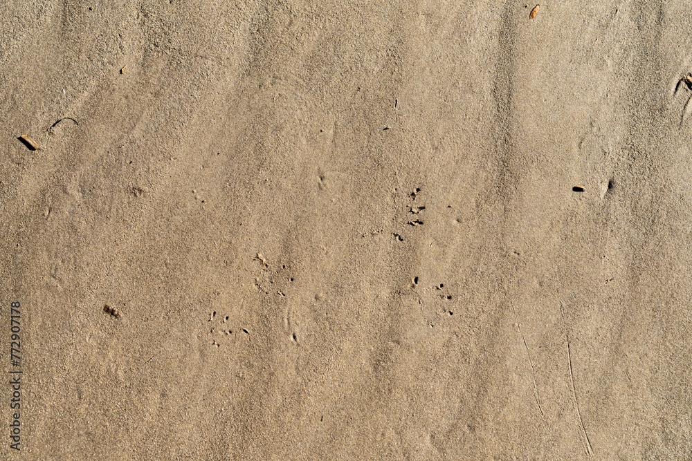 native australian animal footprint in the sand on the beach in tasmania ...