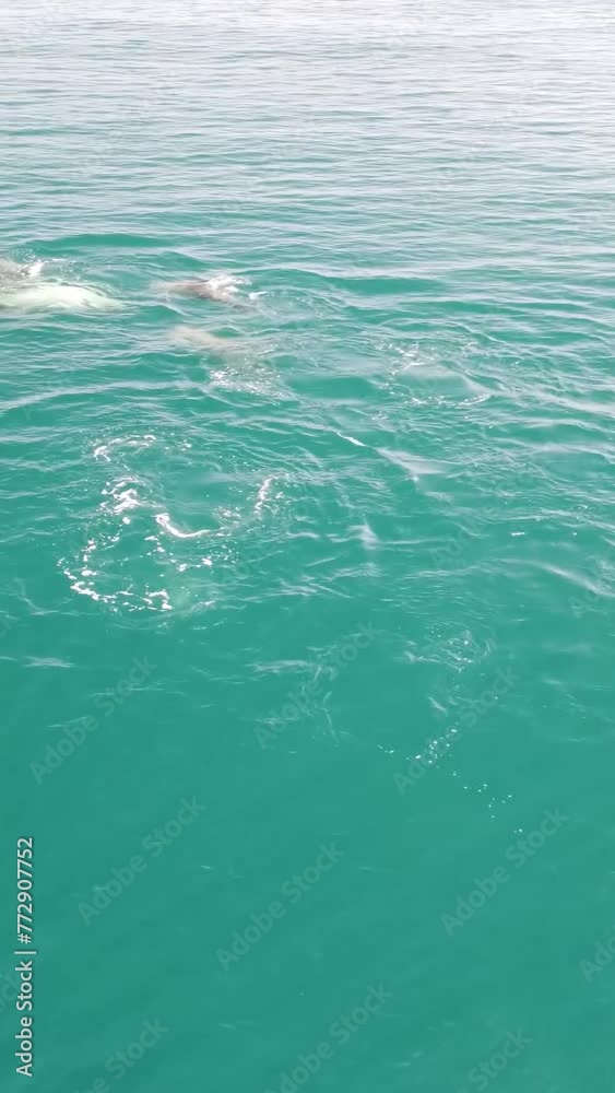 Vertical aerial view of the dolphins slowly swimming in crystal clear ...