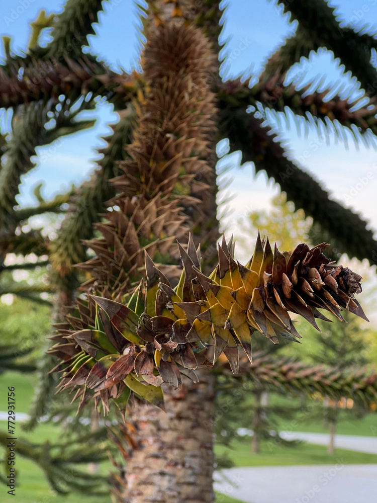Branches of Araucaria araucana, Monkey puzzle tree, Monkey tail tree ...