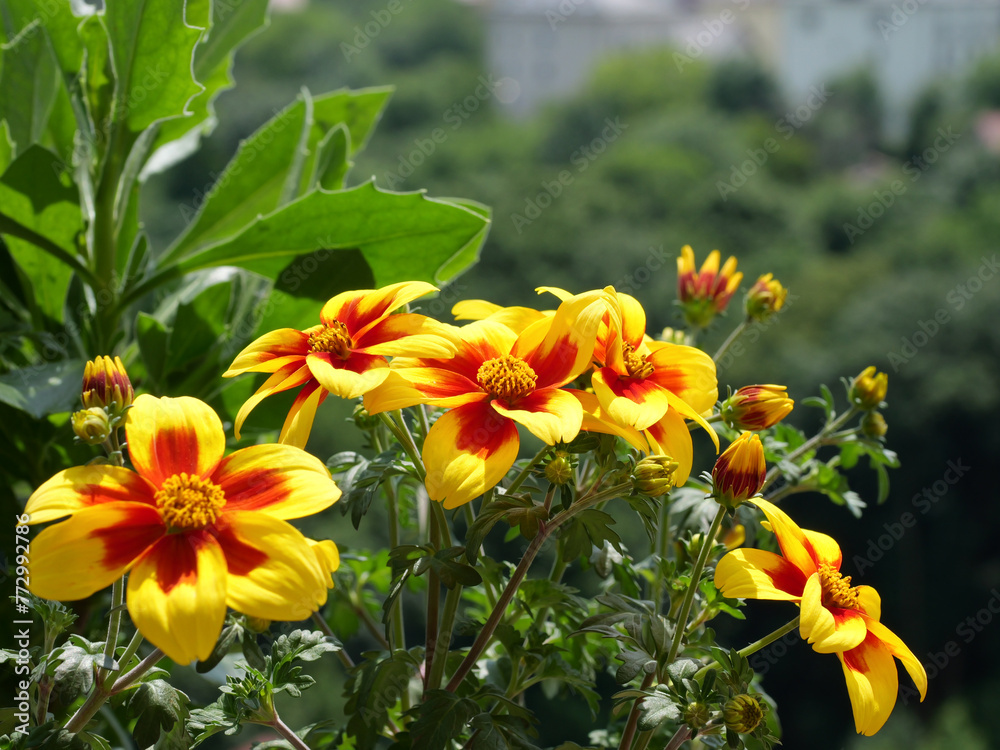 Flowers of yellow bidens (Apache beggarticks and fern-leaved ...
