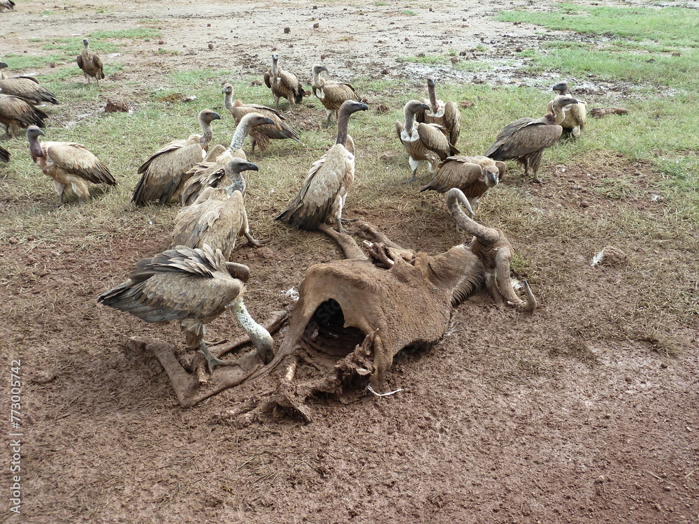 Vultures feasting on dead buffalo Stock Photo | Adobe Stock