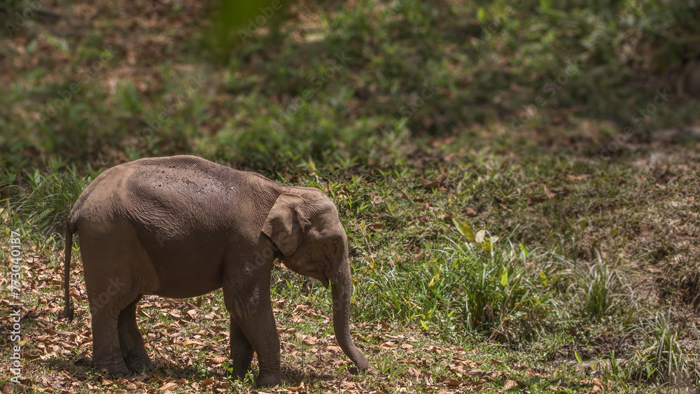 Beautiful Asian elephant images from Periyar Tiger Reserve, Western ...