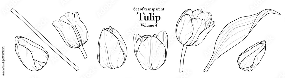 A series of isolated flower in cute hand drawn style. Tulip in black ...