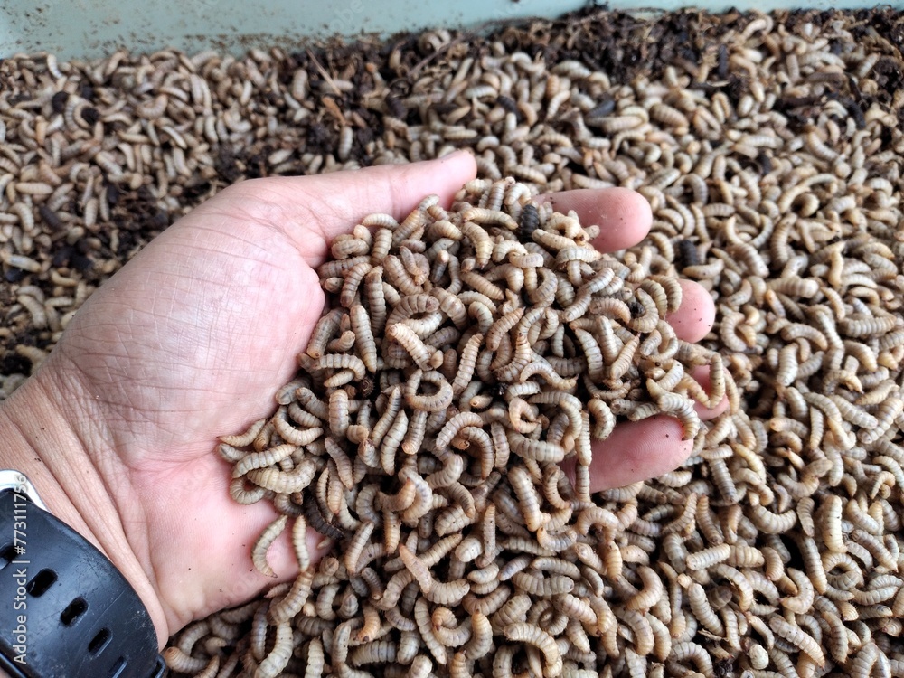 BSF Maggot. Black Soldier Fly Maggot. Maggot is adult larvae of BSF ...