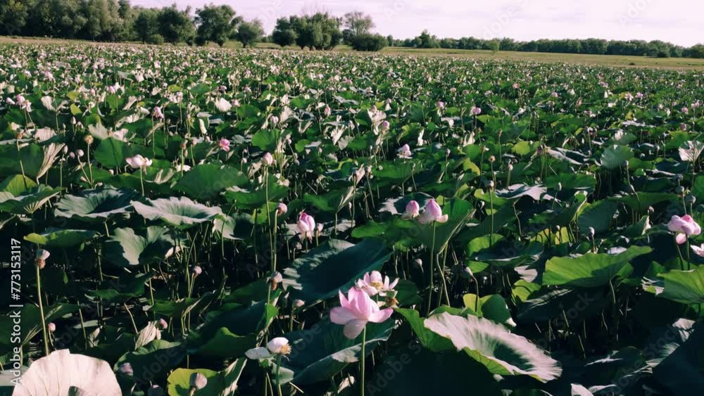 Summer pond with lotuses in Astrakhan. Natural leaf flowers. Blooming ...