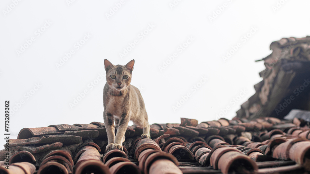 Indian common cat closeup face image, Black and white Indian cat with ...