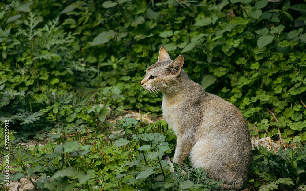 Indian common cat closeup face image, Black and white Indian cat with ...