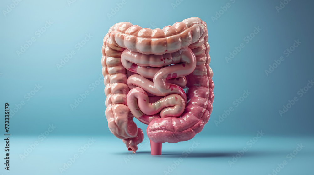 Isolated anatomical model of the human intestinal system on a serene ...