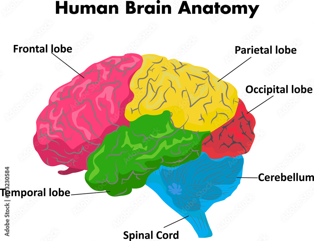Human Brain Anatomy Vector Art jpeg file Free Downlaod Stock ...