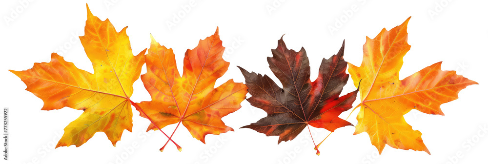 Maple autumn leaves set isolated on transparent background, clipart ...