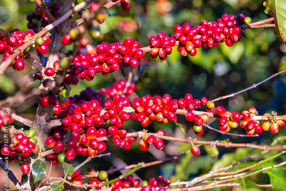 Coffee plantation, Coffee beans on tree. Fresh red and green coffee ...