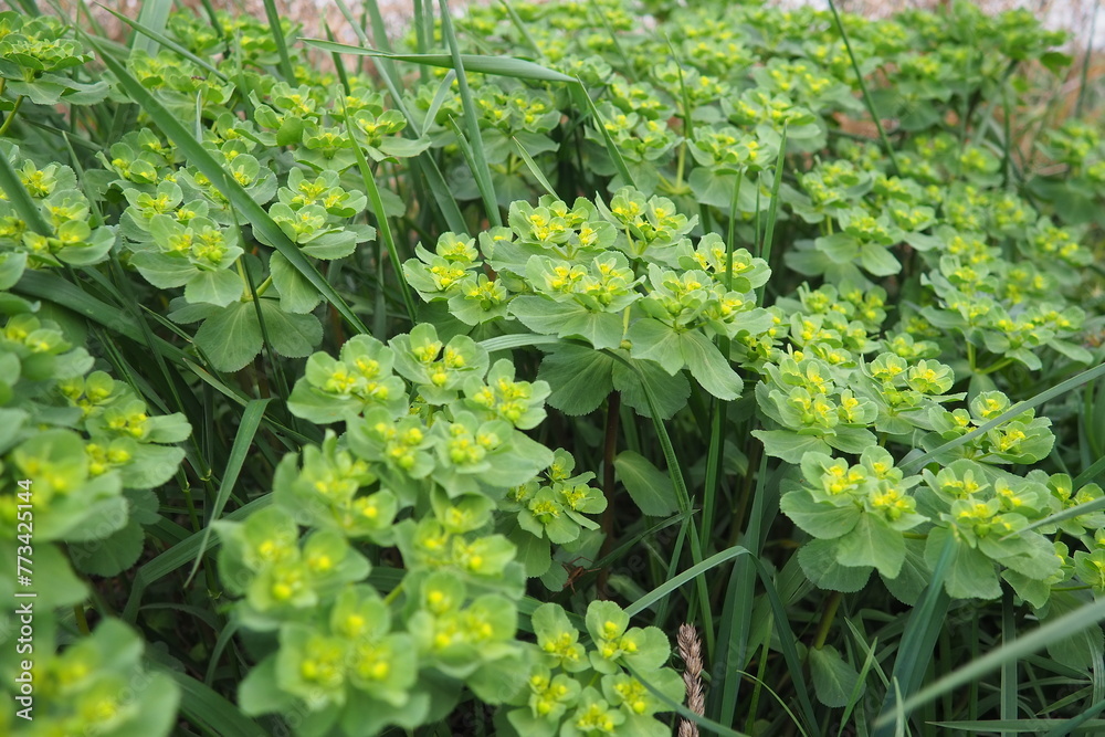 Euphorbia, flowering plant, spurge, Euphorbiaceae. Euphorbia serrata ...