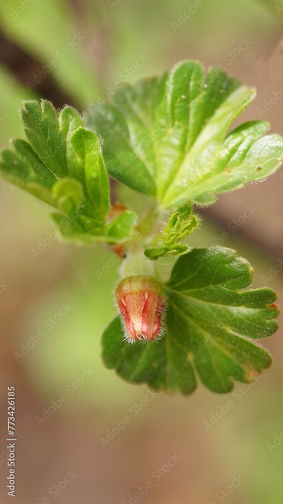 The delicacy and vibrant colors of the tiny gooseberry flower bud ...