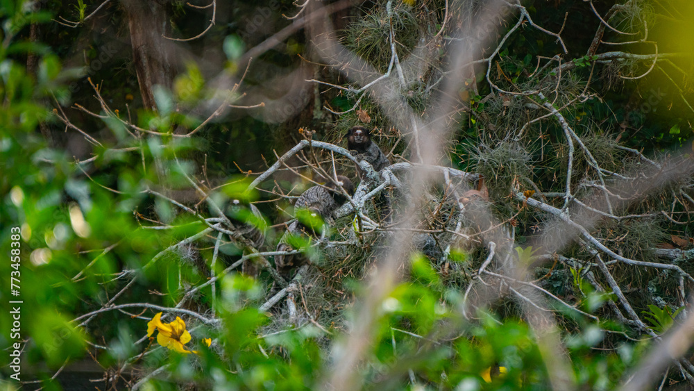Macaco Sagui Banana Mata Atlântica Floresta Primata Pequeno Fauna ...
