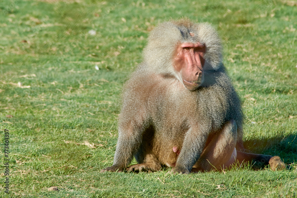 Fotografia do Stock: Primate animal Baboon full body sitting on the ...