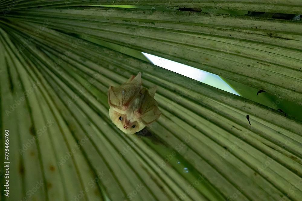 Northern ghost bat, Diclidurus albus, under a palm leaf Stock Photo ...