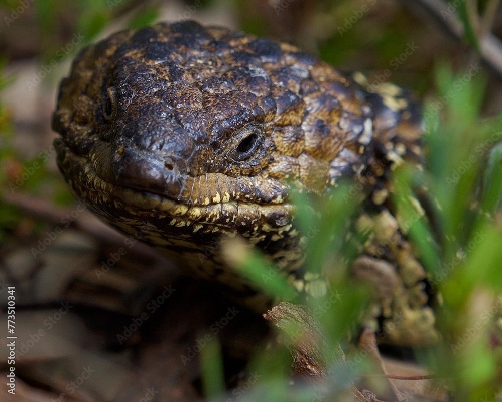 Tiliqua rugosa, most commonly known as the shingleback skink or bobtail ...