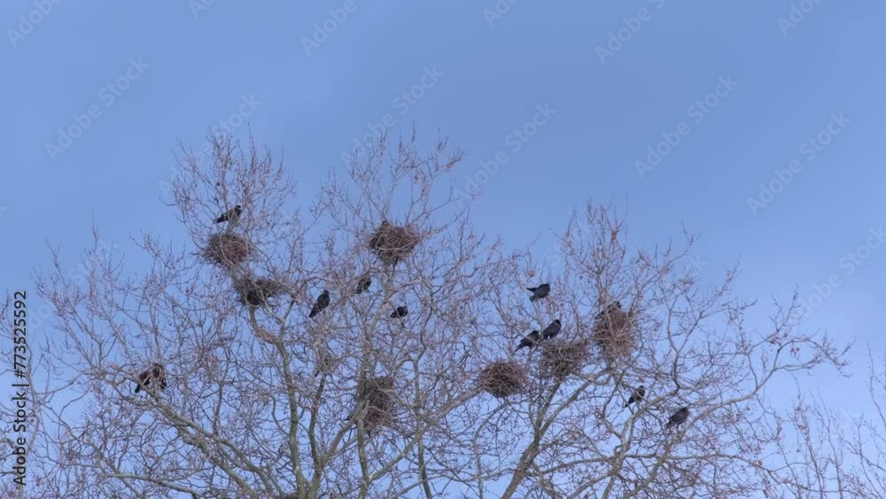 Vidéo Stock flock of rooks building nests on trees, showcasing ... Vidéo Stock flock of rooks building nests on trees, showcasing ...