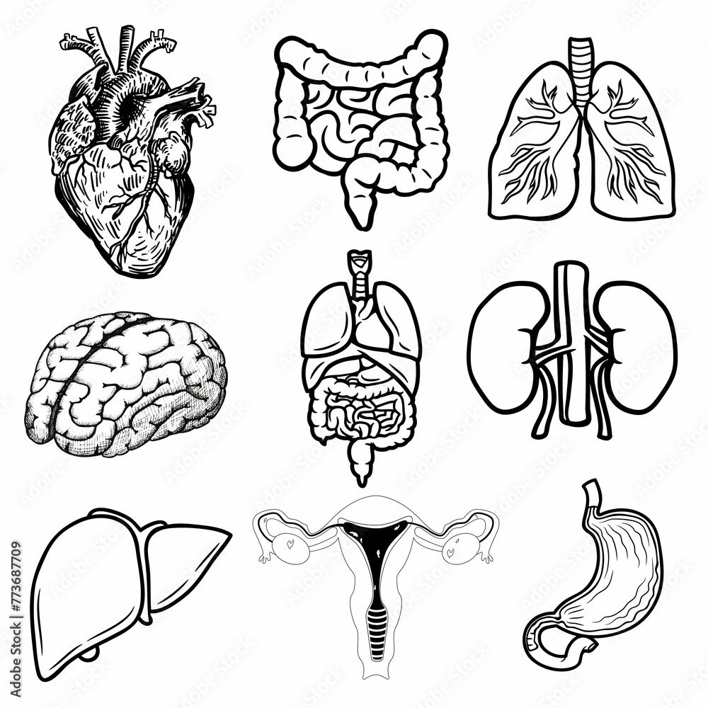 Drawings of internal organs such as the heart, small intestine, lungs ...