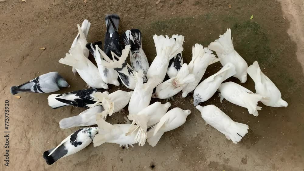 Vidéo Stock Pigeons Eating Flaying. Beautiful Pigeon. pigeons are ...
