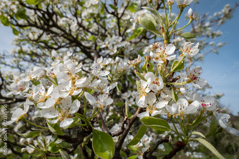 Paisagens de primavera: Pereira floresce sob o vasto céu, antecipando a ...