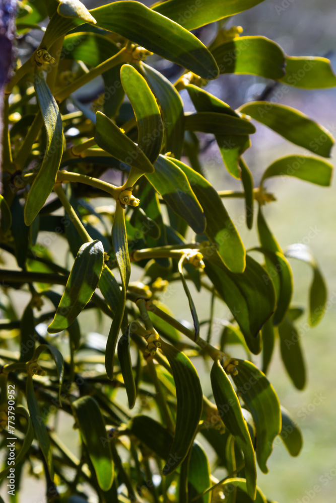 Mistletoe aka viscum is parasite plant growing on trees. Closeup view ...
