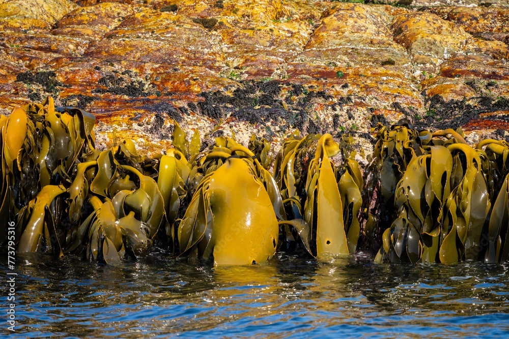 Seaweed and bull kelp growing on rocks in the ocean in australia. Waves ...