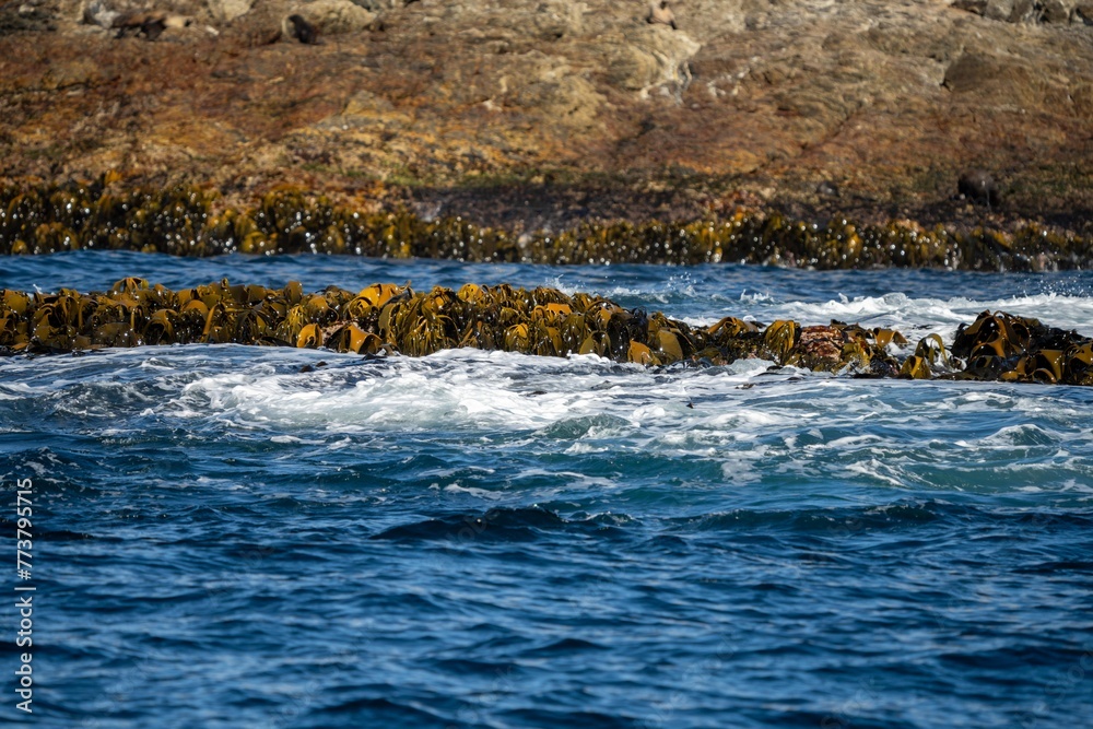 Seaweed and bull kelp growing on rocks in the ocean in australia. Waves ...