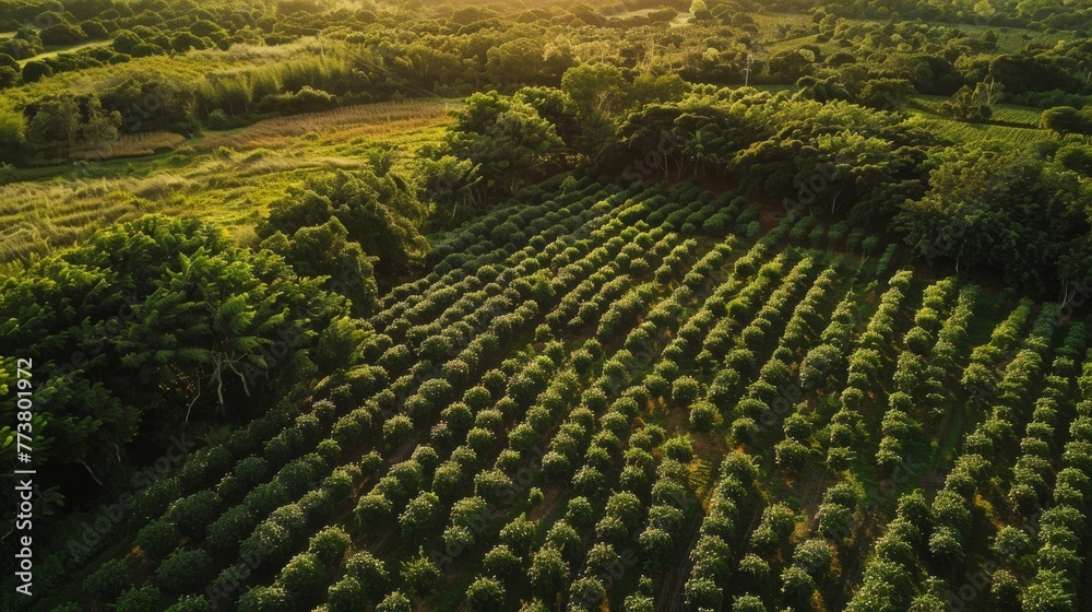 Agroforestry Haven Cinematic shots of agroforestry systems on the farm ...
