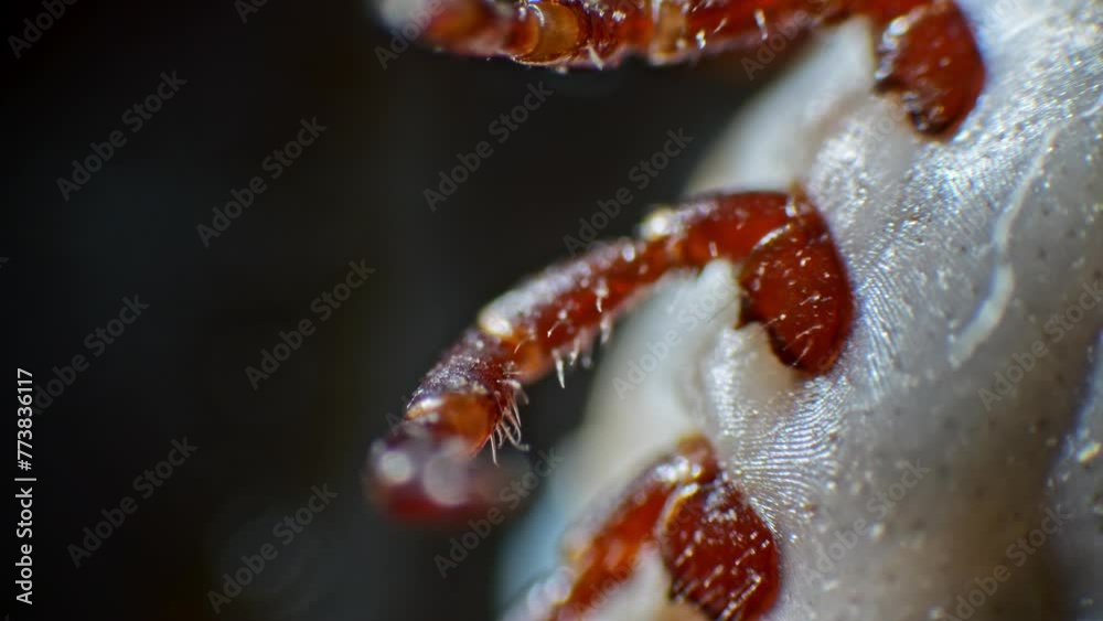 Microscopic close-up of a tick moving its legs and head with a spike ...