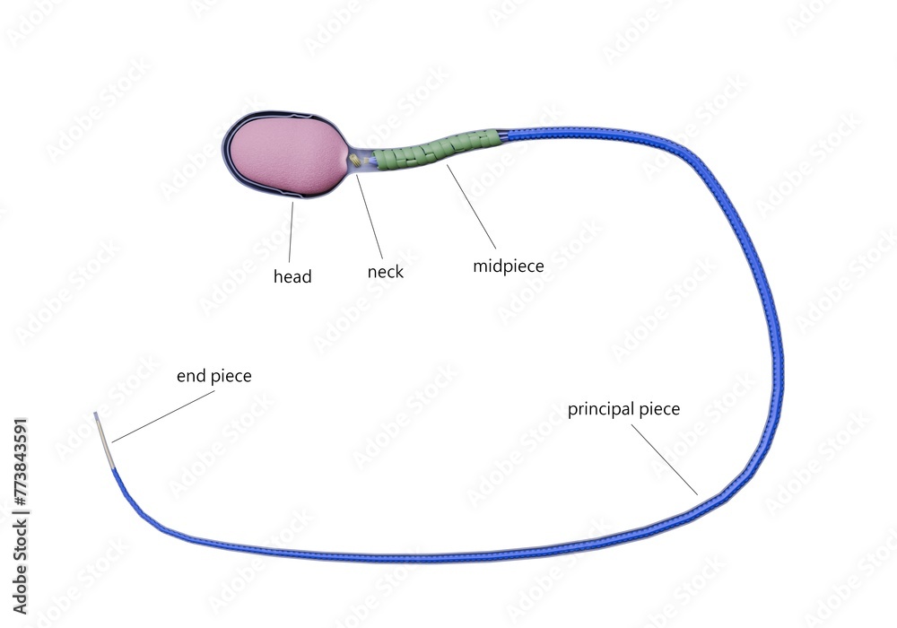 Anatomical diagram of the entire sperm cell. Contains descriptive text ...